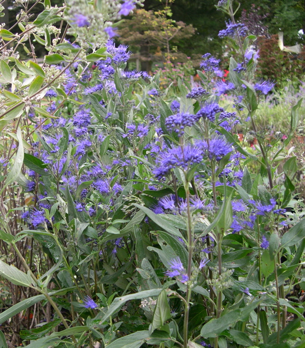 blue mist – High Tide