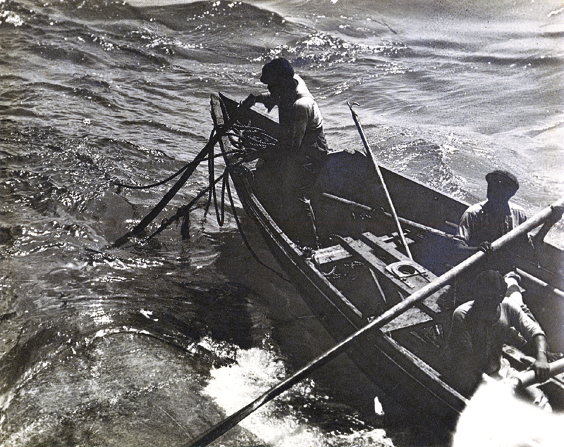 Whalers: The Link to our Past – CapeMay.com Blog