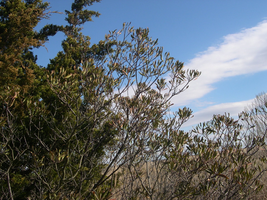 Bayberry – A native plant that yields fragrant holiday candles ...