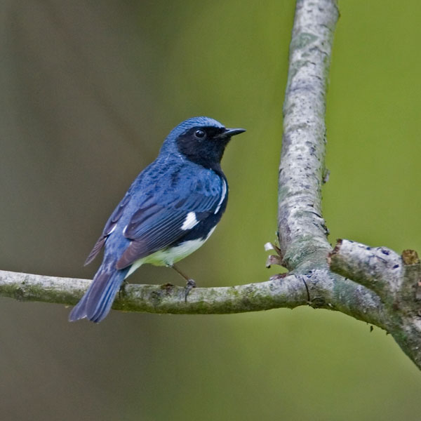 black-throated_blue_warbler – High Tide