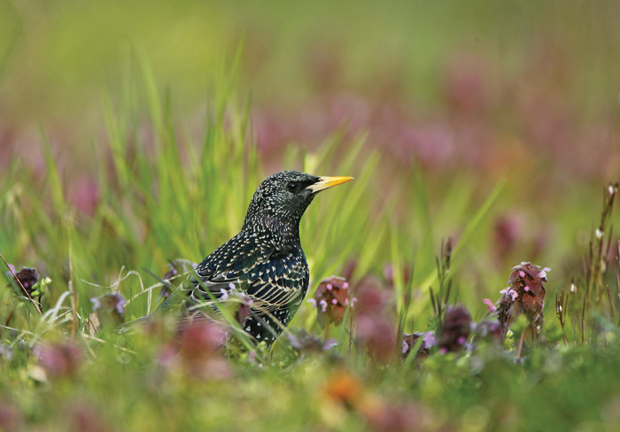 Eurasian-Starling—an-import! – CapeMay.com Blog
