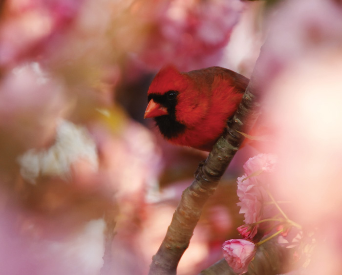 Male-Northern-Cardinal-in-Pink – CapeMay.com Blog