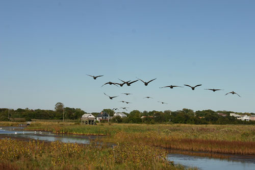 bird-landscape – CapeMay.com Blog