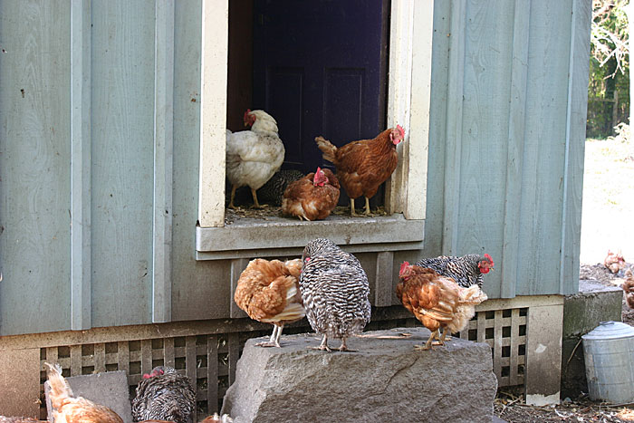 hen-house – High Tide