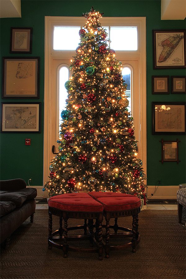 congress tree – High Tide