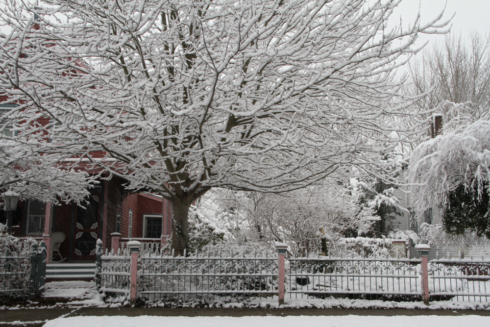 Gallery: Late January snowfall – High Tide