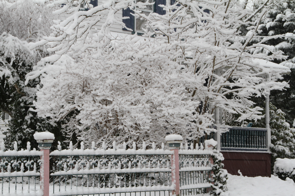 Gallery: Late January snowfall – CapeMay.com Blog