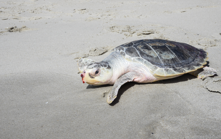 Sea turtles from 2016 stranding season released in Cape May – High Tide