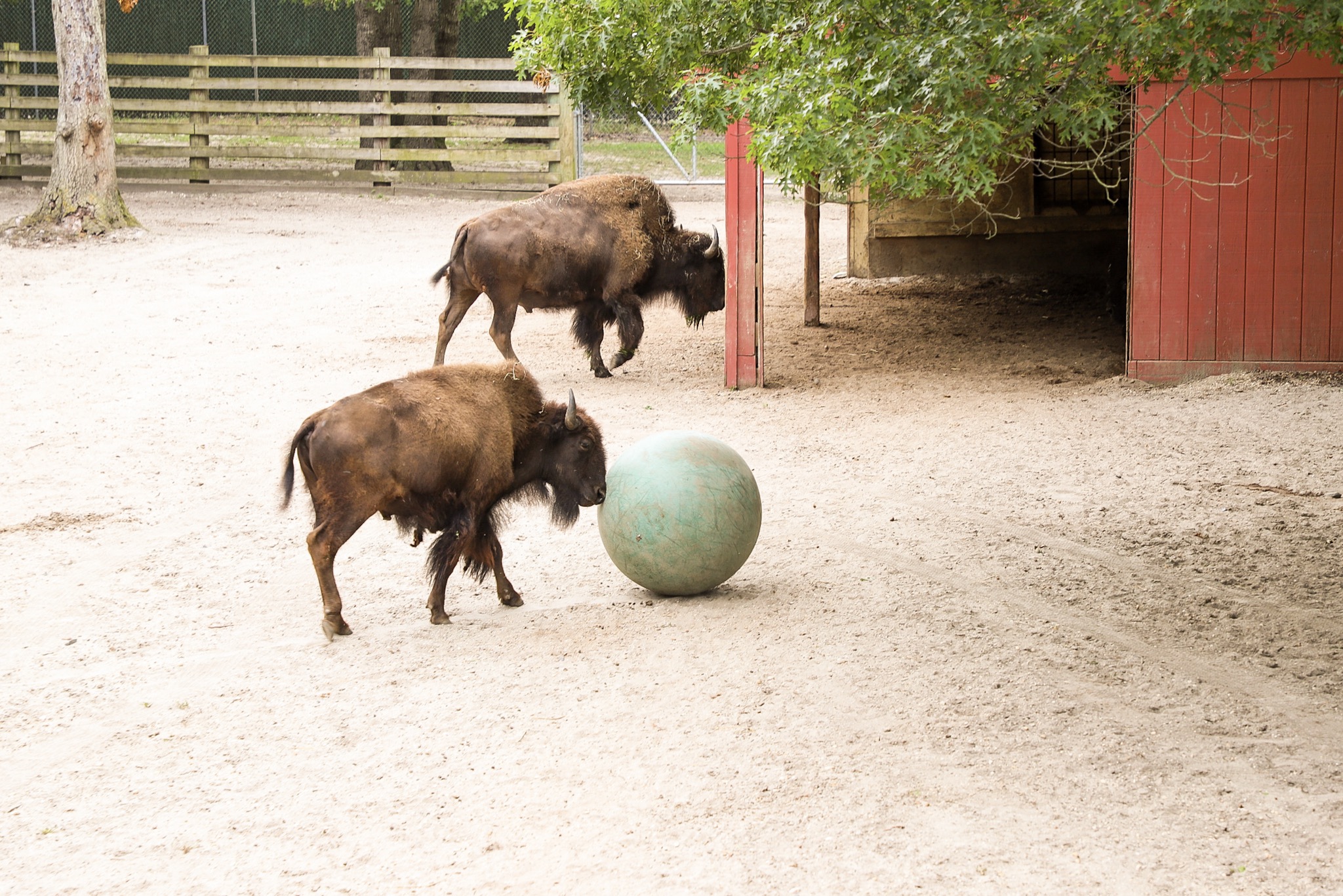 A Trip to the Cape May County Park & Zoo – High Tide