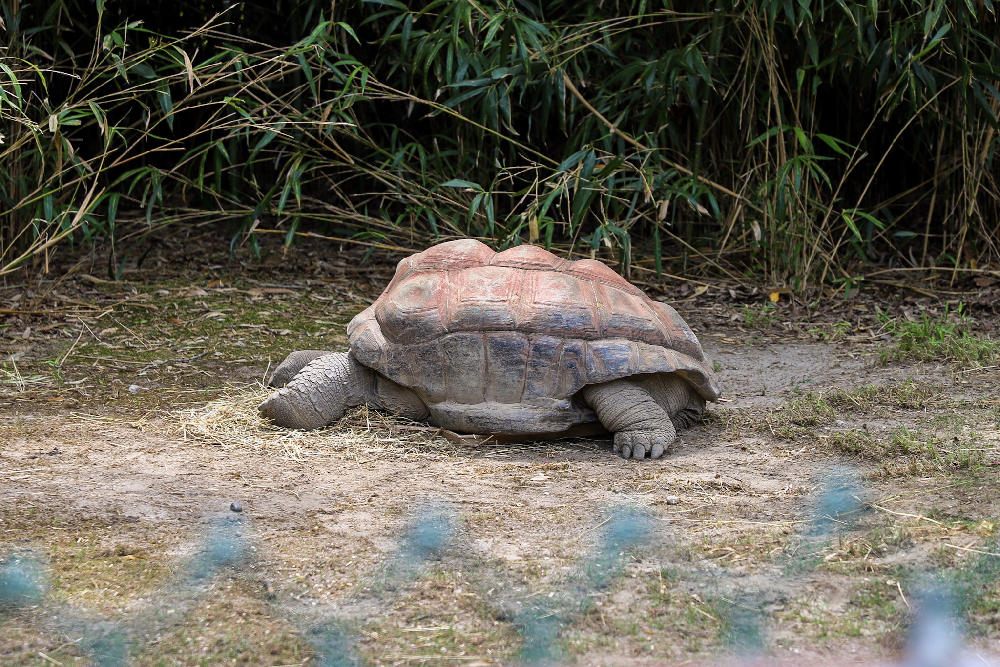 Tortoise – High Tide