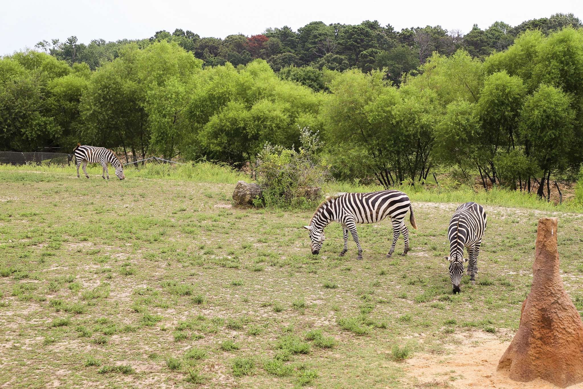 A Trip to the Cape May County Park & Zoo – High Tide