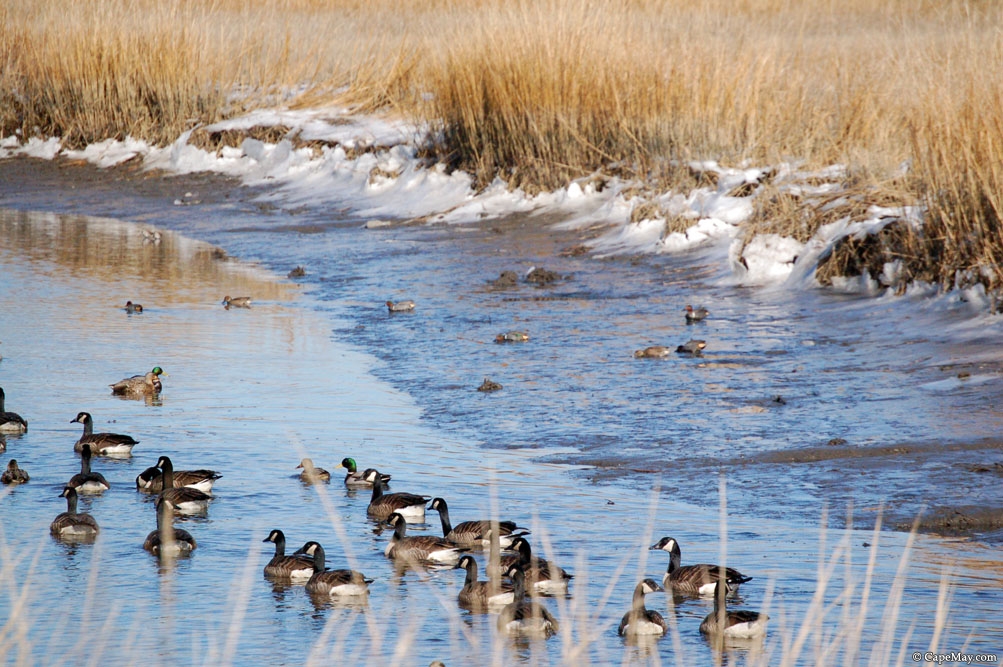 Birds on Ice – Cape May Picture of the Day