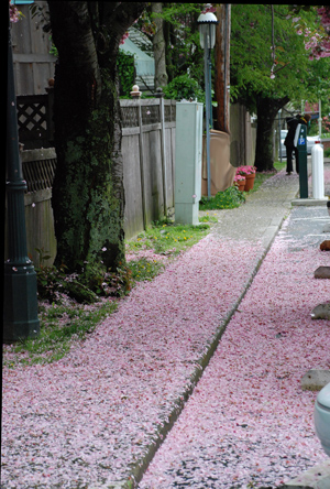 Pink snow – Cape May Picture of the Day