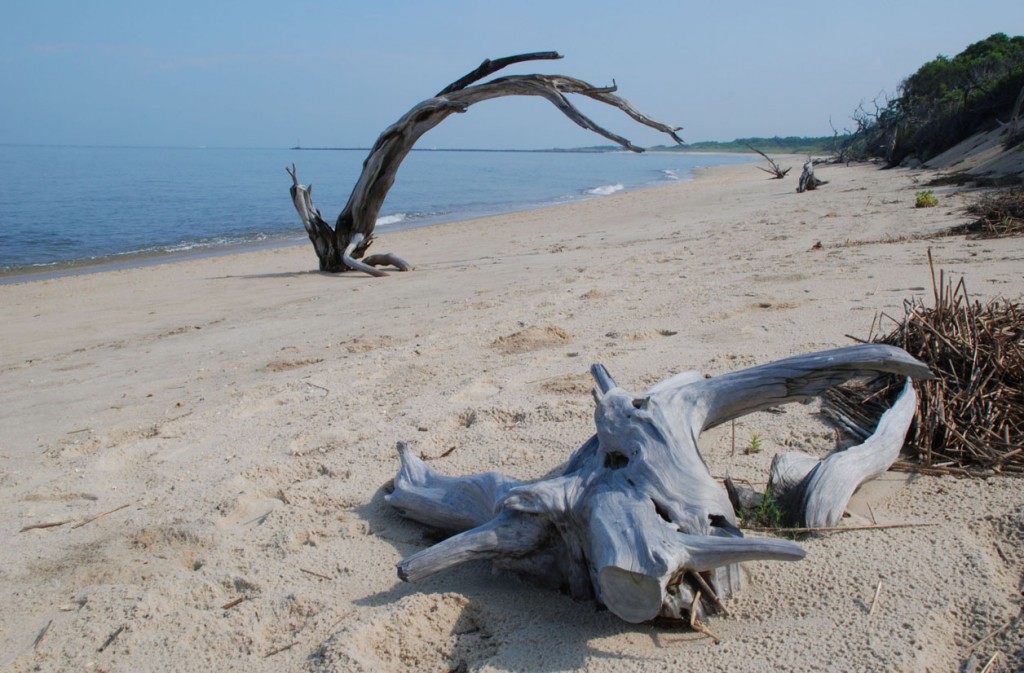 Driftwood sculptures on Higbee Beach – Cape May Picture of the Day
