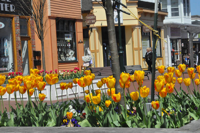 Spring on the mall – Cape May Picture of the Day