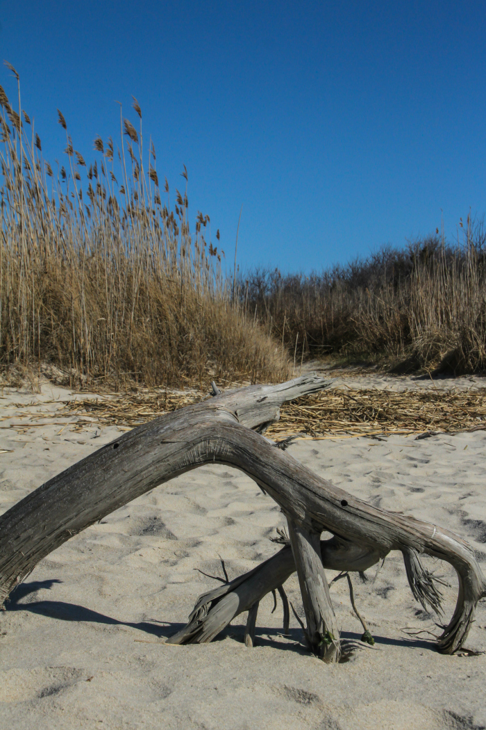 higbee beach – Cape May Picture of the Day